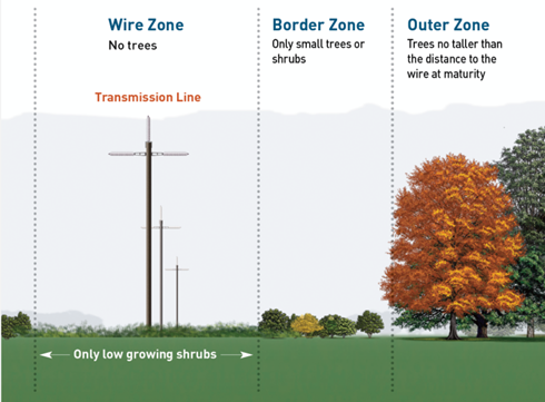 How do you prune or remove trees near transmission lines?