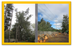 How do you prune or remove trees near distribution lines?