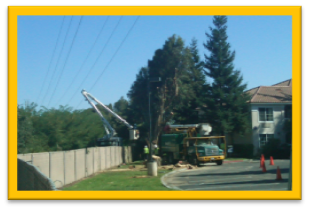 How do you prune or remove trees near distribution lines?