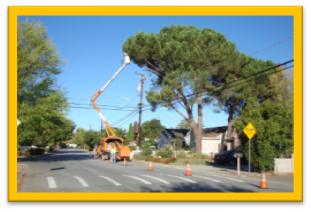 How do you prune or remove trees near distribution lines?